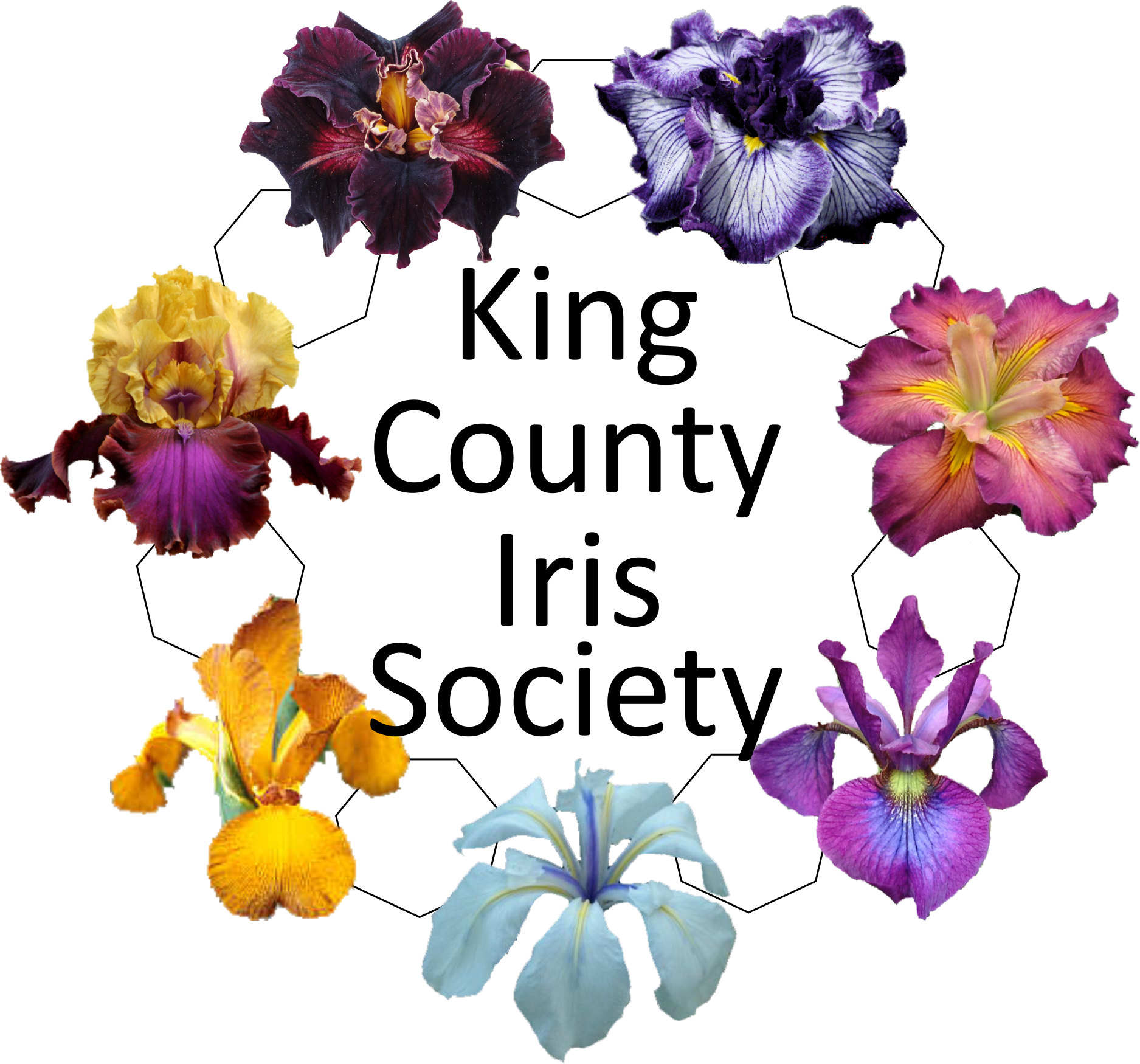 KING COUNTY IRIS SOCIETY logo